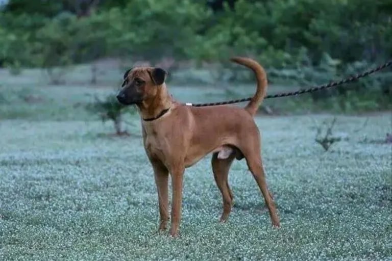 Eight Native Indian Dog Breeds You Didn’t Know Existed!